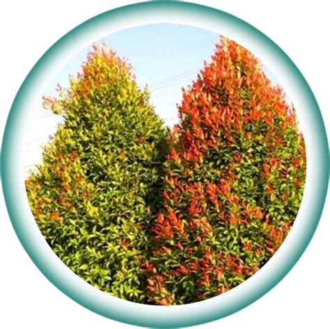 Jual Pohon Pucuk Merah Besar Tinggi Sampai 5 Meter Murah Jual Pohon