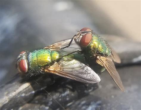 Green Flies Lucilia Sericata Bugguidenet