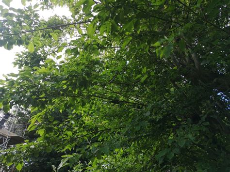 What Shall I Do With This Tree Mumsnet