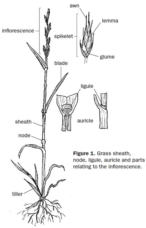 Grass Identification Basics Msu Extension Montana State University