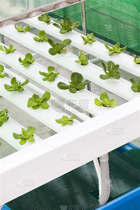 小型水培种植系统