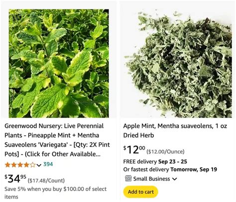 Plant Faqs Mentha Suaveolens Apple Mint