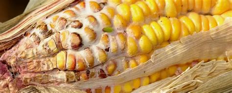 How To Fix And Prevent Seed Rot The Gardener