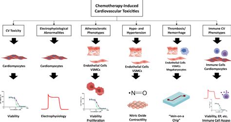 A Graphical Depiction Of The Proposed Workflow For Hipsc Cict Modeling