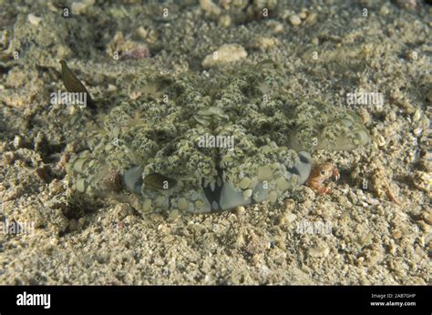 Upside Down Jellyfish Cassiopea Andromeda Lying Upside Down On The