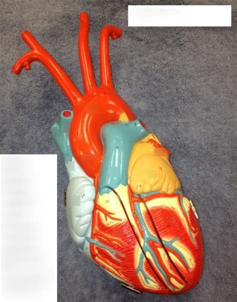 Superficial Anterior Heart Diagram Quizlet