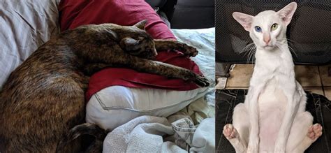 Phini And Scarf Collage