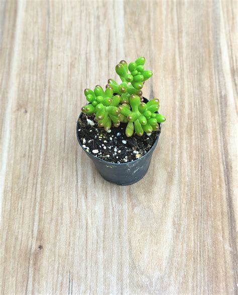 Mini Suculentas Lepotit