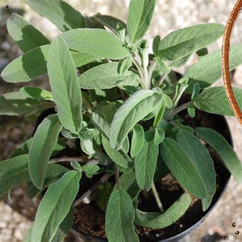 How To Grow Sage Tips For Growing And Plant Care Guide