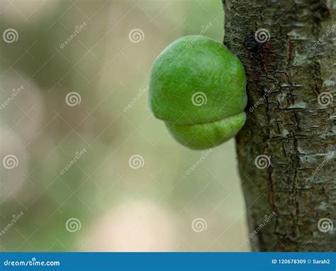 Oak Gall Canker On Tree Trunk Stock Image Image Of Quercus Green