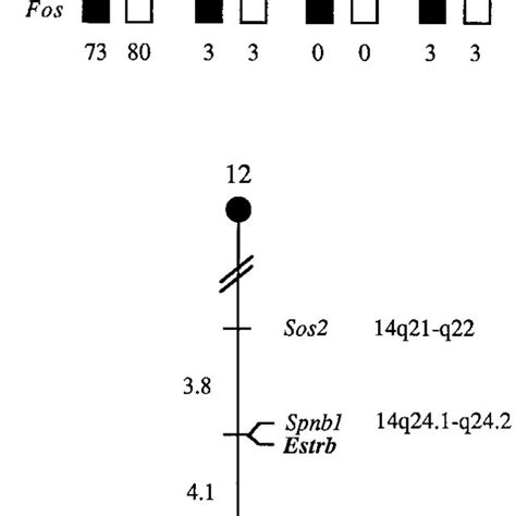 Chromosomal Localization Of The Er Gene The Er Gene Estrb Maps To The