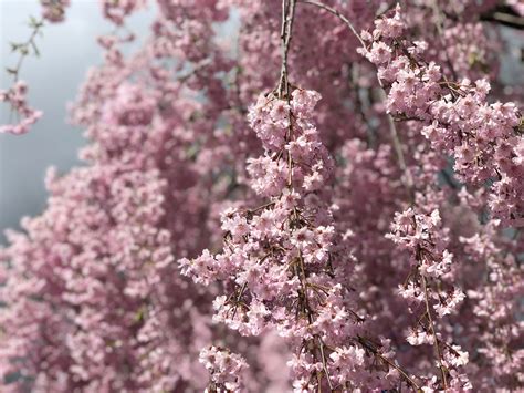 樱桃树 美丽 鲜花 Pixabay上的免费照片 Pixabay