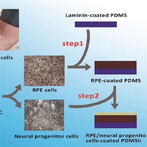 Process Of Pluripotent Stem Cells Ipsc Differentiation To Download Scientific Diagram