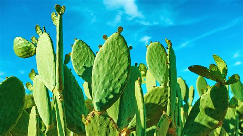 What Is Cactus Water Nutrition Facts Benefits And More Goodrx