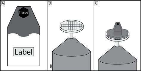 Figure 2 From Serial Block Face Scanning Electron Microscopy Sbf Sem