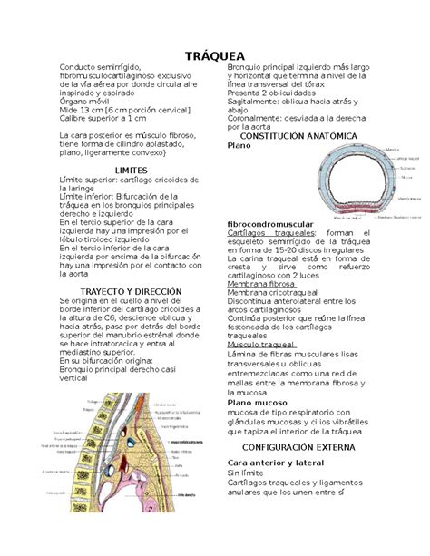 Tráquea Resumen De Traquea Del Libro Latarjet Anatomia Humana