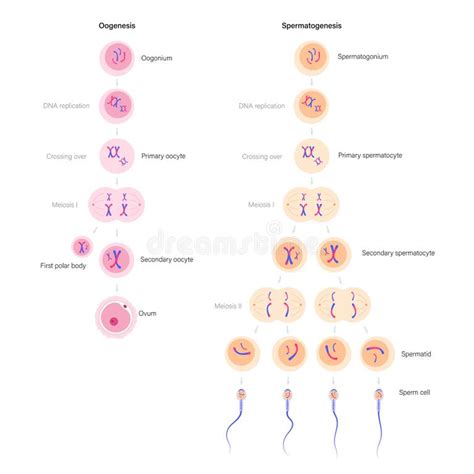 Human Fertility Concept Stock Vector Illustration Of Fertility 193650685