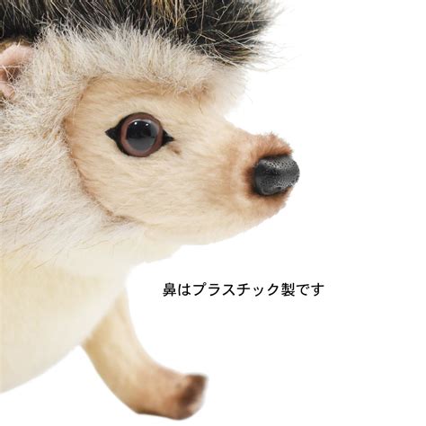 ピグミーヘッジホッグ 23 Hansa