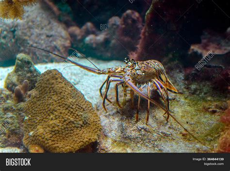 Spiny Lobster In Habitat At Luke Earsman Blog