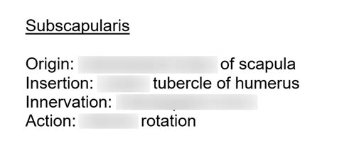 Muscle Manual Subscapularis Diagram Quizlet
