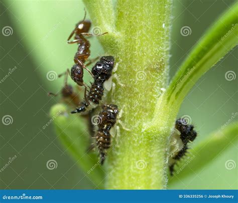Aster Treehopper Nymph And European Fire Ants On A Flower Stem