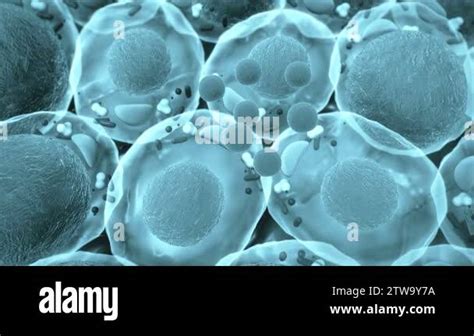 Cholesterol Cell Structure High Quality 3d Render Of Fat Cells