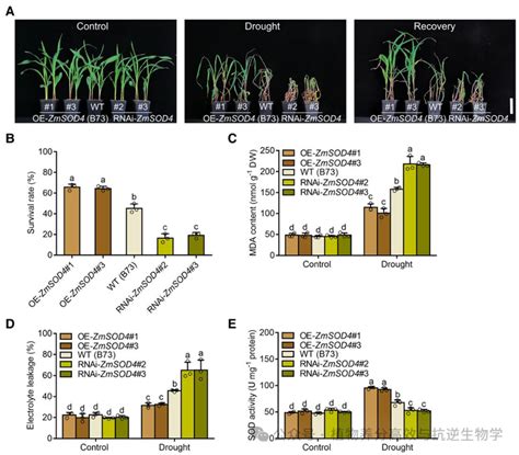 【plant Cell Environ Q161】敲除这个基因，水稻抽穗更早、产量更高！ 知乎