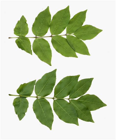 Tree Leaves Texture Png