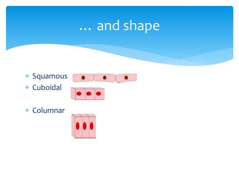 Ppt Histology Intro Powerpoint Presentation Free Download Id2246958