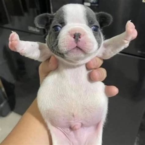 Freaky Pibble Pibblegmail • Instagram Photos And Videos