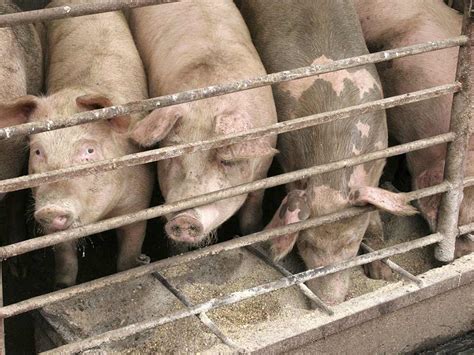 Da Pcic Eases Conditions For Paying Asf Affected Insured Hog Raisers Gma News Online