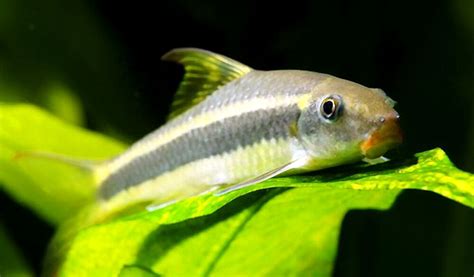 Siamese Algae Eater Vs Chinese Algae Eater Aquatic Eden