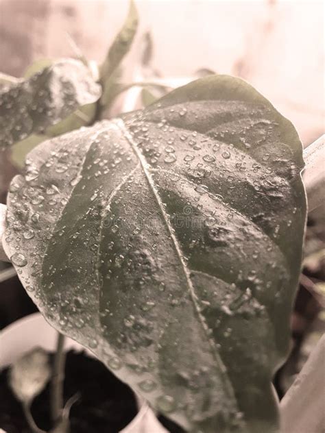 Despu S De Lluvia Foto De Archivo Imagen De Encontrado