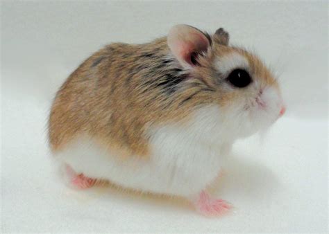 Robo Dwarf Hamster Wallpapers Wallpaper Cave
