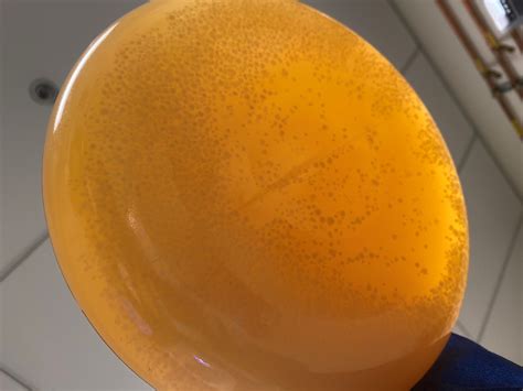 Expicho Suspension Culture Issues Aggregation Any Ideas Researchgate