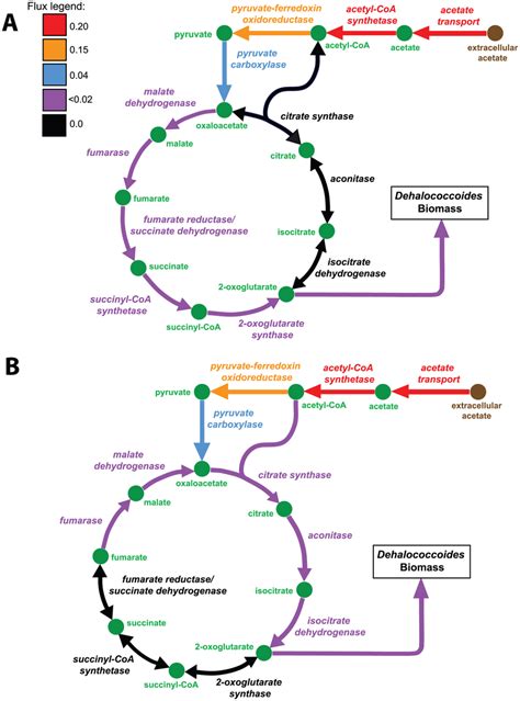 Analysis Of The Citrate Synthase Cs Reaction On Dehalococcoides
