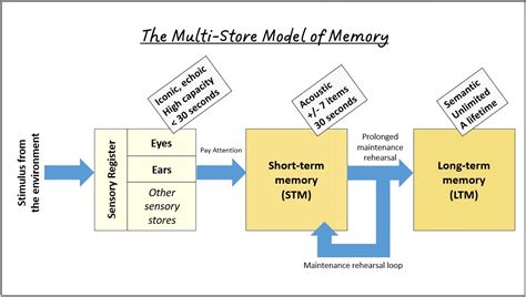 Memory The Multi Store Model Of Memory Aqa A Level Psychology