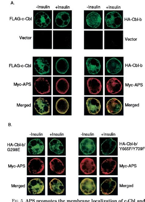 Figure 1 From The Roles Of Cbl B And C Cbl In Insulin Stimulated Glucose Transport Semantic