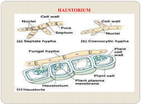 Fungi Cell Wall And Thallus Structurepdf