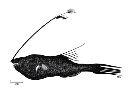 Uh Discovered Deep Sea Anglerfish Named To Top 10 Remarkable Species