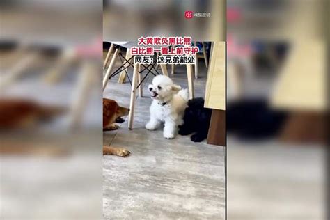大黄欺负黑比熊，白比熊一看上前守护，网友：这兄弟能处