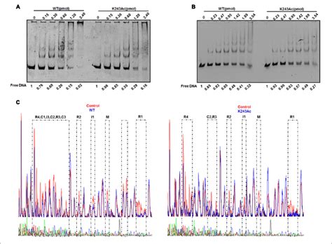 Dna Binding Activity Of Dnaa K243ac A Oric Binding Activities