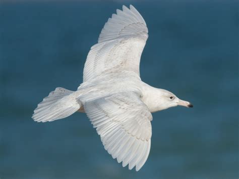 Glaucous Gull Ebird