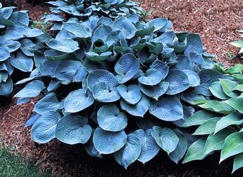 Blue Hostas Give Your Garden True Blue Colors With Blue Hosta Shade