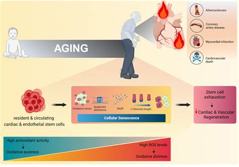 Targeting The Redox System For Cardiovascular Regeneration In Aging