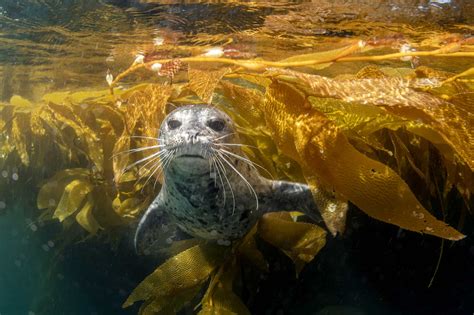 Animals That Live In Kelp Forests Animals Around The Globe