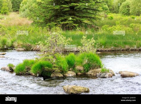 Grass And Small Bushes Growing On A Small Island Made Up Of Rocks And Boulders In The River Dee