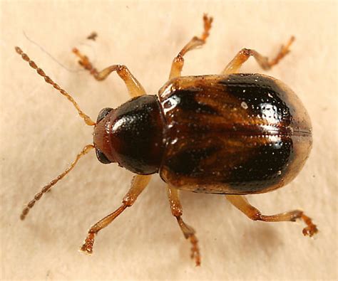 Strawberry Rootworm Paria Fragariae Complex Bugguidenet