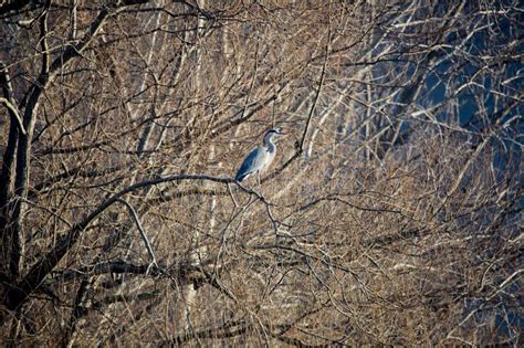 Gray Heron Observes The Movements Of Nature Stock Image Image Of Wildlife Branch 274386767