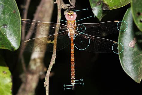 蜻蛉目身體結構 Hkdragonfly